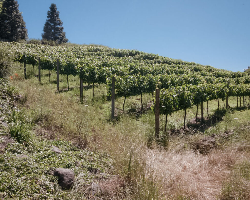 Serra Gaúcha: 12 cidades para conhecer mais passeios e dicas